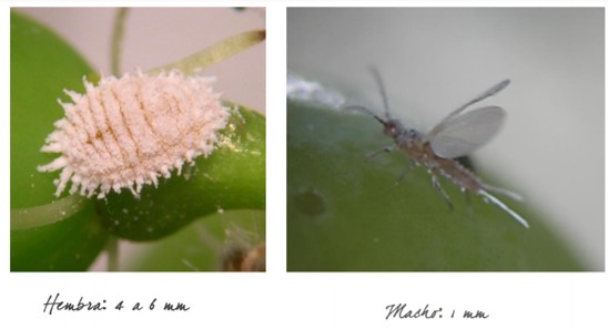 LND. IQM. Planococcus ficus – Novagro-AG | Valor e Innovación al ...