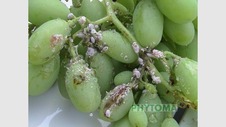 LND. IQM. Planococcus ficus – Novagro-AG | Valor e Innovación al ...